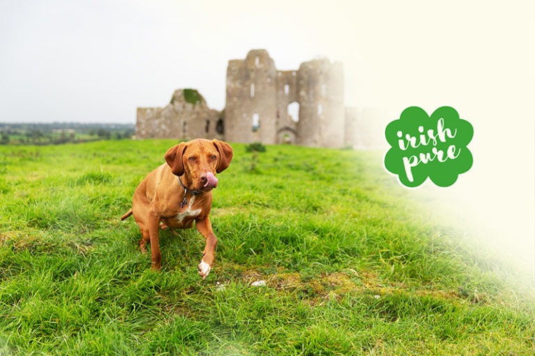 Irish Pure - Getreidefreies Hundefutter - 100% Premium Qualität