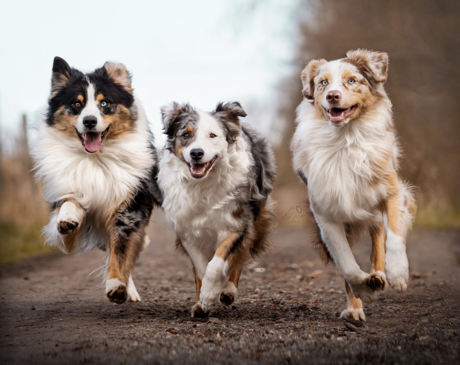 Barfen und Irish Pure: Interview mit Meeresbellen - Hundefutter - Irish ...
