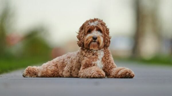 Der Labradoodle im Rasseportrait - Hundefutter - Irish Pure