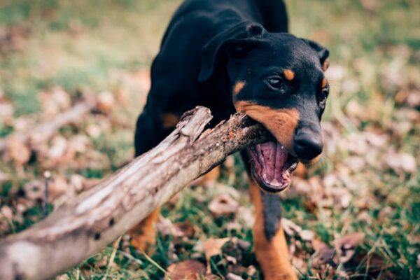 Dobermann – Charakter, Haltung & Futter | Irish Pure