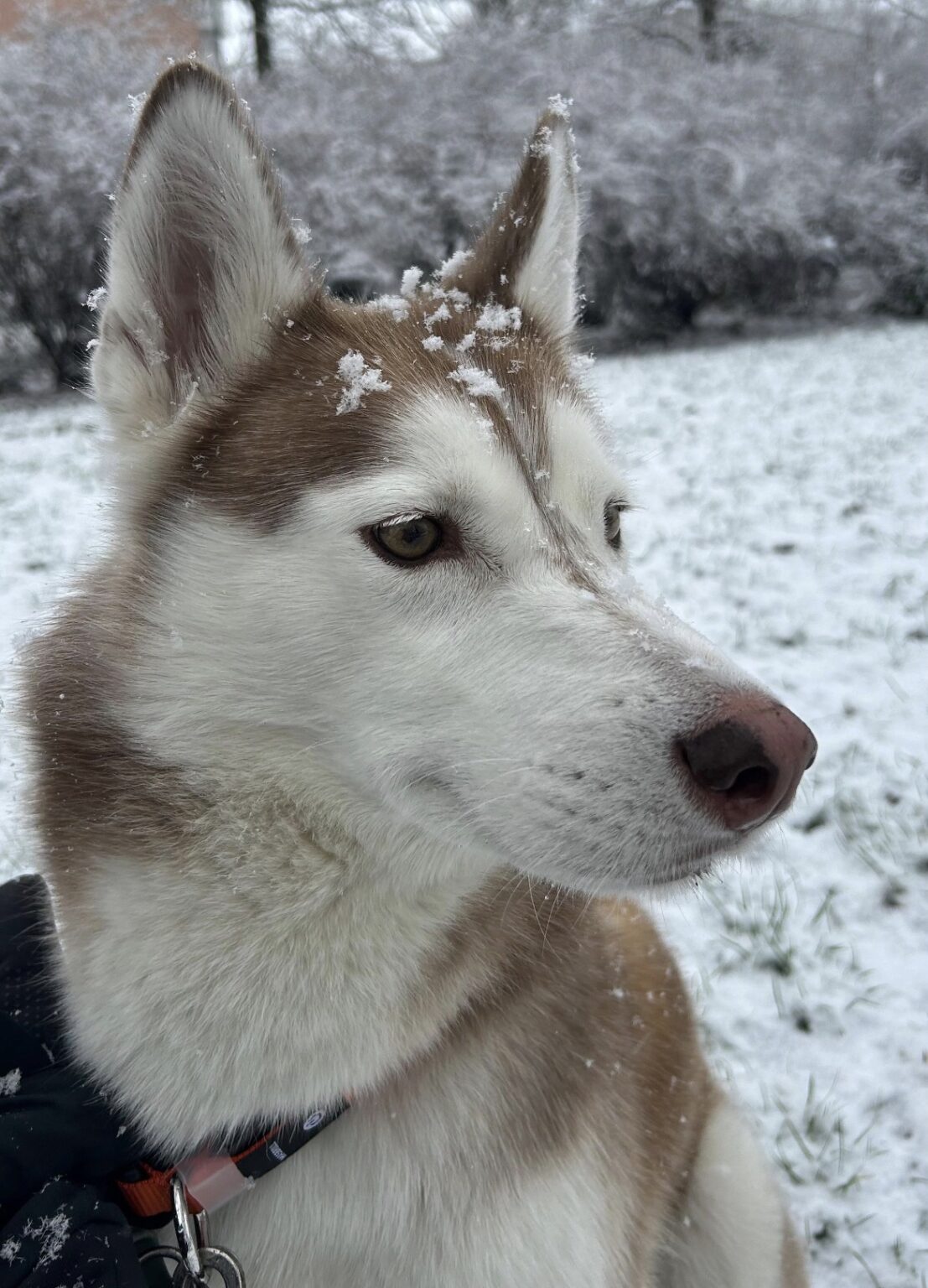 Siberian Husky: Wesen, Eigensinn & Haltung | Irish Pure