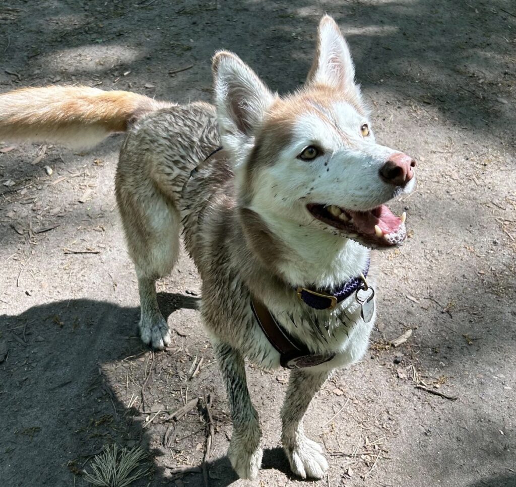 Siberian Husky: Wesen, Eigensinn & Haltung | Irish Pure